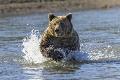 'Grizzly bear chasing fish in Silver Salmon Creek, Lake Clark National ...
