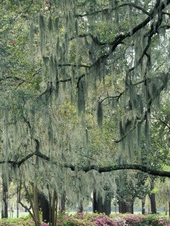 'Live Oak Tree, Savannah, Georgia, USA' Photographic Print - Adam Jones ...