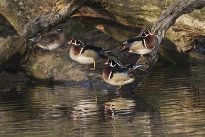 'Male and female wood ducks, resting on fallen tree, Kentucky ...