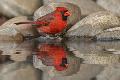 'Male Northern Cardinal and reflection on small pond in the desert, Rio ...