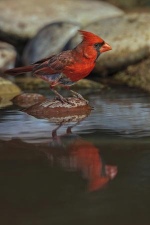 'Male Northern Cardinal bathing in small desert pond, Rio Grande Valley ...