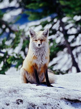'Red Fox on Snow Bank, Mt. Rainier National Park, Washington, USA ...