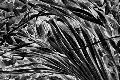 'Sable palm frond on the ground in Black and white, Harney Lake ...
