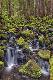'Small stream cascading through moss covered rocks, Hoh Rainforest ...