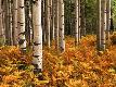 Stand of Quaking Aspen Tree, Gunnison National Forest, Colorado, USA ...