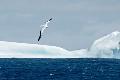 Snowy Albatross flying over icebergs, Antarctica, Polar Regions ...