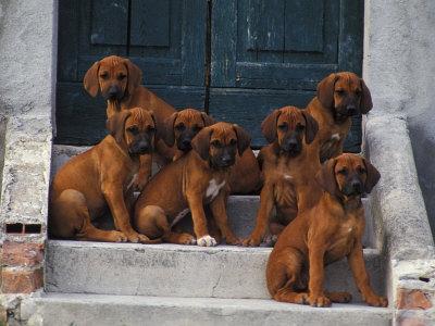'Domestic Dogs, Seven Rhodesian Ridgeback Puppies Sitting on Steps ...