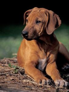 Beautiful Rhodesian Ridgebacks artwork for sale, Posters and Prints ...
