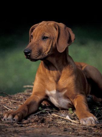 Are Rhodesian Ridgebacks Hypoallergenic