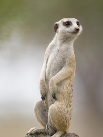 'Adult Meerkat (Suricate Suricatta) Standing Outside Burrow in Namib ...