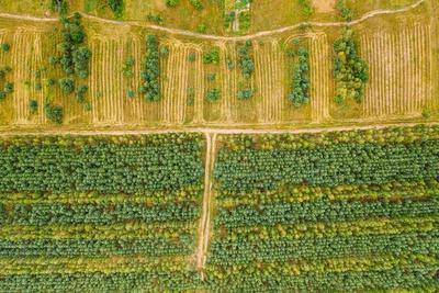 Aerial View Green Forest Deforestation Area Landscape. Top View Of New ...