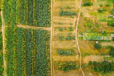 Aerial View Green Forest Deforestation Area Landscape. Top View Of New ...
