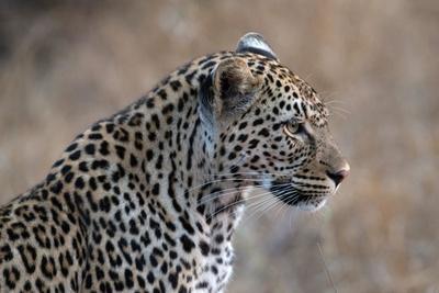 'African Leopard (Panthera Pardus) in Savanna, Kruger National Park, South-Africa, 2018 (Photo ...