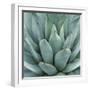 'Agave Plant' Photographic Print - Micha Pawlitzki | Art.com