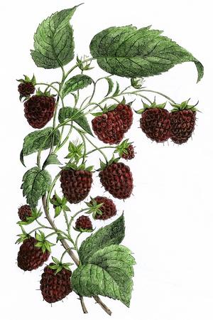 'Agriculture: Raspberry of the Cuthbert Variety, 19Th Century.' Giclee ...