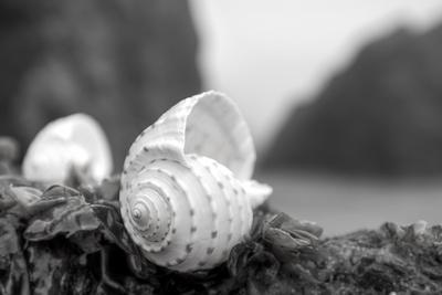 Seashell Black And White