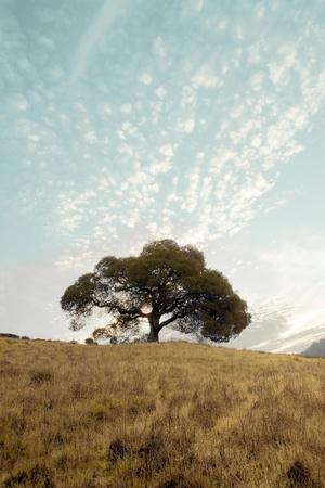 Oak Tree #12 Photographic Print - Alan Blaustein | Art.com