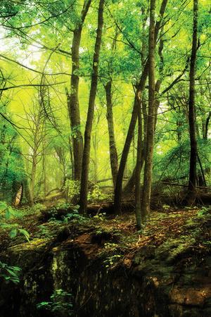'Deep Woods II' Photographic Print - Alan Hausenflock | Art.com