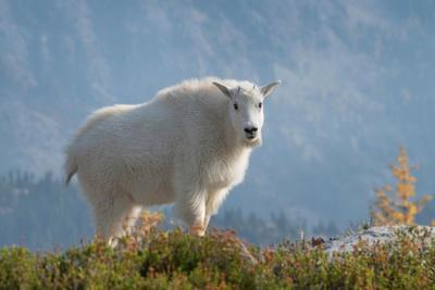 Mountain Goats at Stiletto Lake, North Cascades National Park ...