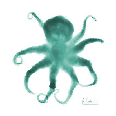Octopus X Ray