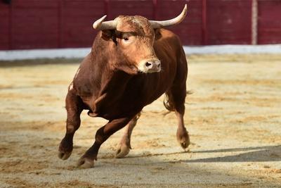 'Angry Bull with Big Horns in Spanish Bullring' Photographic Print ...