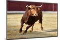 'Angry Bull with Big Horns in Spanish Bullring' Photographic Print ...