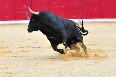 'Spanish Bull in Spain' Photographic Print - alberto clemares exposito ...
