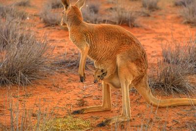 'Side view of red kangaroo (Macropus rufus) with joey in its pouch ...
