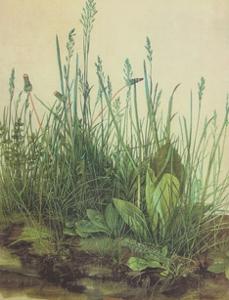 Beautiful Albrecht Dürer Botanical artwork for sale, Posters and Prints ...