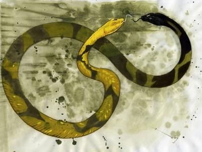 'Fabulous Creature: Representation of an Amphisbene, Snake with Two ...