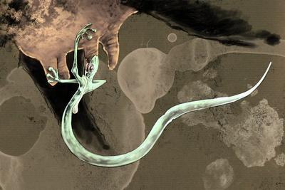 'Fantastic Monsters and Creatures, Cryptozoology: Representation of a ...