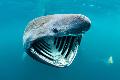 Basking shark feeding on plankton, Inner Hebrides, Scotland ...
