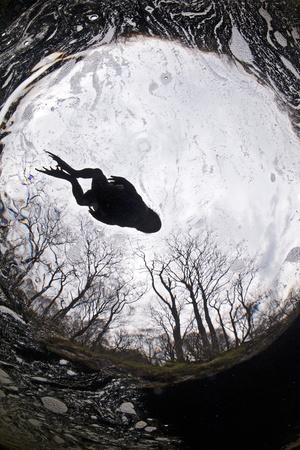 'Common Toad (Bufo Bufo) in Water, Seen from a Low, Wide Perspective ...