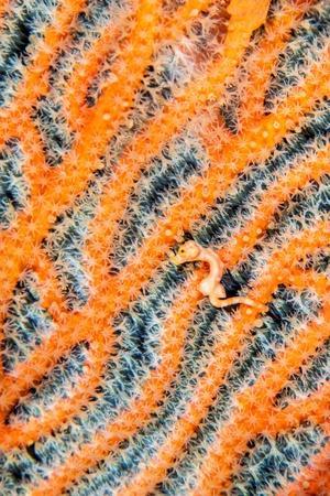 'Denise's pygmy seahorse moving across a Seafan, Raja Ampat, Pacific ...