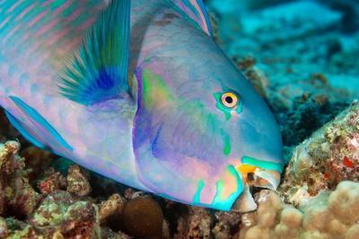 roundhead parrotfish feeding on coral and algae Photographic Print ...