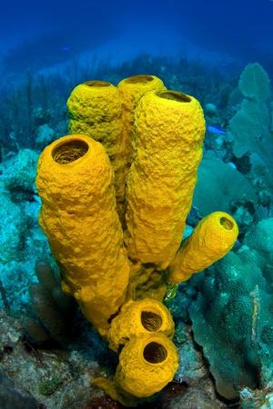 Yellow tube sponge a coral reef, Cayman Islands Photographic Print ...