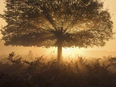 A stunning misty sunrise Photographic Print - Alex Saberi | Art.com