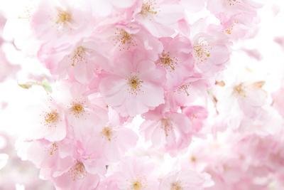 'Cherry Tree, Blossoms, Pink, Close-Up' Photographic Print - Alexander ...