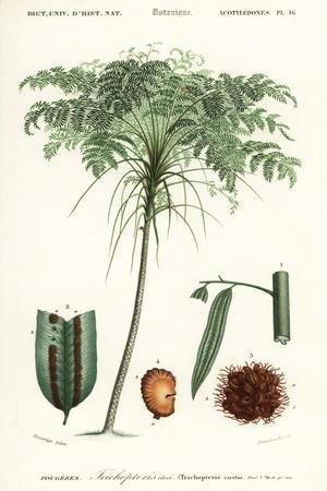'Treefern, Cyathea Species.,1849 (Engraving)' Giclee Print - Alfred ...