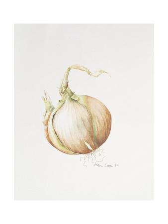 'Onion Study, 1993' Giclee Print - Alison Cooper | Art.com