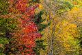 'USA, Vermont, Fall foliage in Mad River Valley along trail to Warren ...