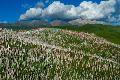 Tibet, Kham, Litang. Tibetan nomads near Litang. Hill covered in prayer ...