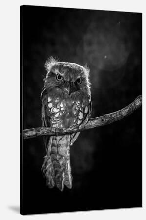 Owl Black And White Photography