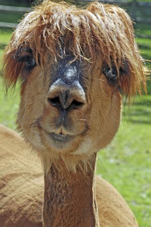 'Alpaca' Photographic Print | Art.com