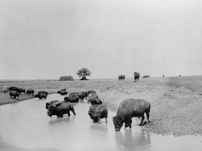 Buffalo at Water, C.1904 (B/W Photo) Giclee Print - American ...