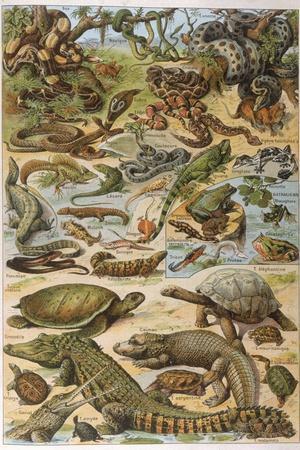 'An Amazing Illustration Covering the Whole Range of Reptilian Species ...