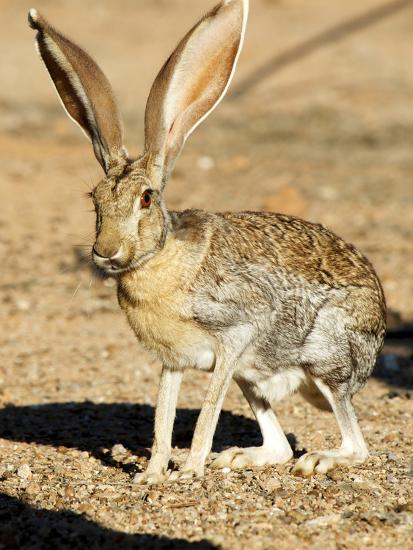 An Antelope Jackrabbit (Lepus Alleni) Alert for Danger Photographic ...