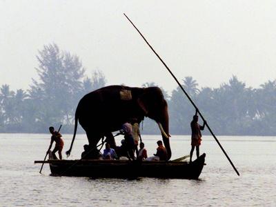 'An Elephant is Taken on a Small Boat to a Temple Festival ...