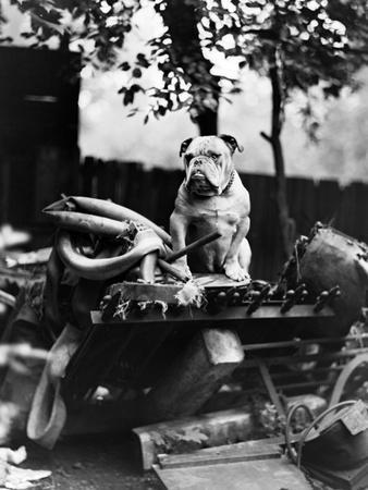 'An English Bulldog Perches on a Junk Pile, Ca. 1930' Photographic ...