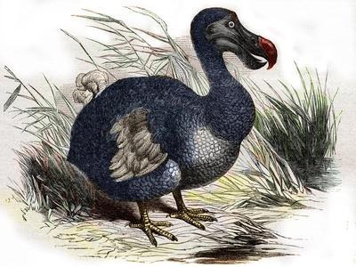 An Extincted Bird Dodo Giclee Print | Art.com